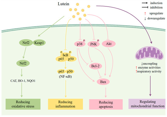 Effects and Mechanisms of Lutein on Aging and Age-Related Diseases