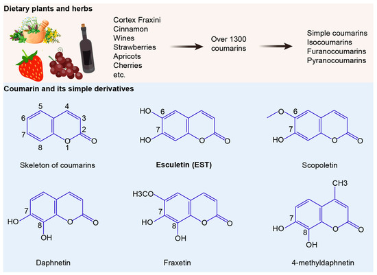 Esculetin Combats Multidrug-Resistant Salmonella Infection and ...