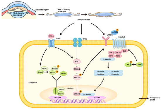 Oxidative Stress, Glutaredoxins, and Their Therapeutic Potential in ...