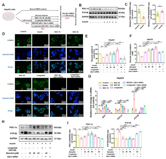 Baicalein Ameliorates Insulin Resistance of HFD/STZ Mice Through ...