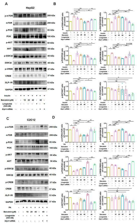 Baicalein Ameliorates Insulin Resistance of HFD/STZ Mice Through ...