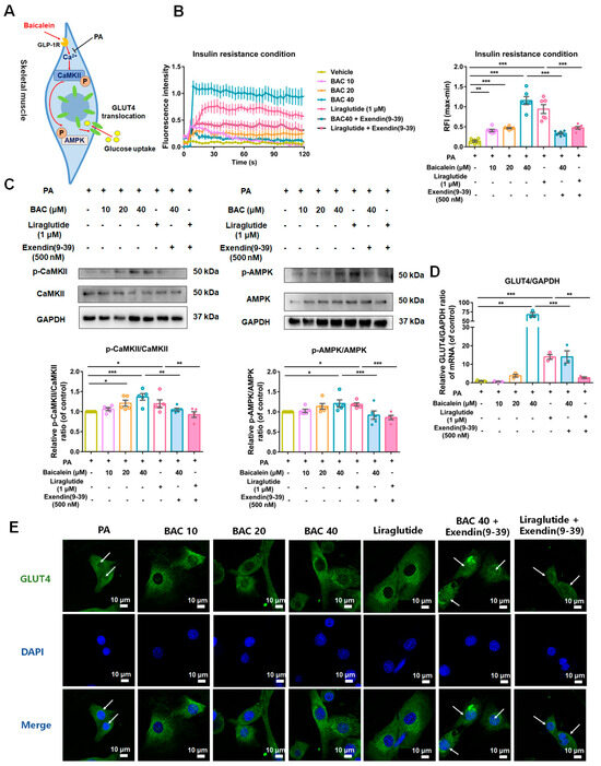 Baicalein Ameliorates Insulin Resistance of HFD/STZ Mice Through ...