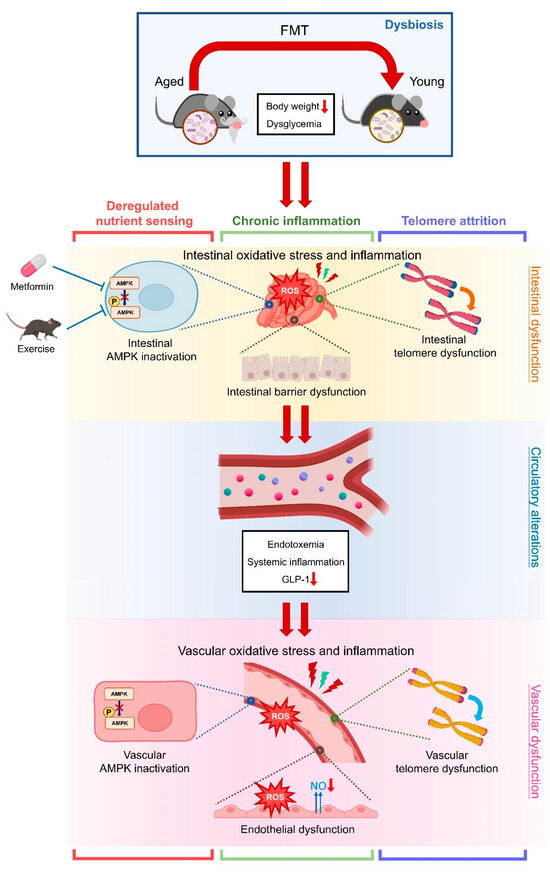 Aged Gut Microbiome Induces Metabolic Impairment and Hallmarks of ...