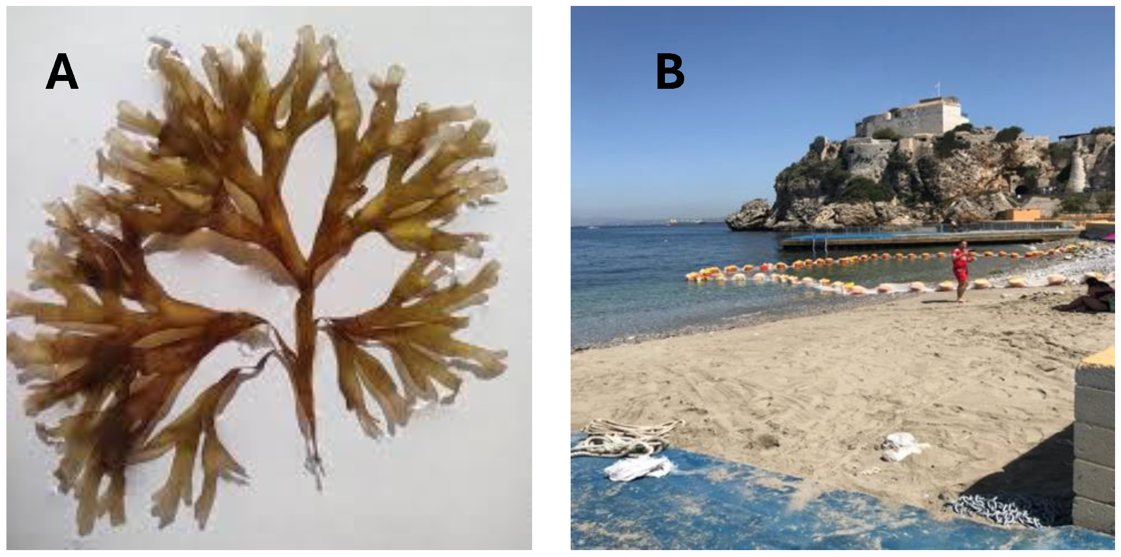 Invasive Seaweed Rugulopteryx okamurae: A Potential Source of Bioactive ...