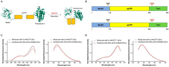 Development and Optimization of a Redox Enzyme-Based Fluorescence ...