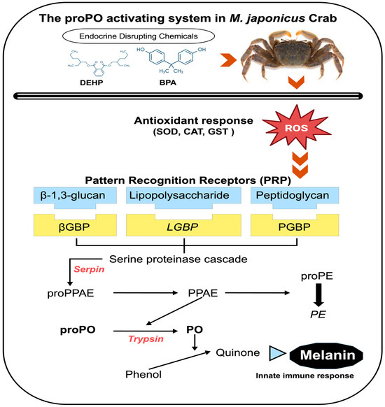 Expressions of Immune Prophenoloxidase (proPO) System-Related Genes ...