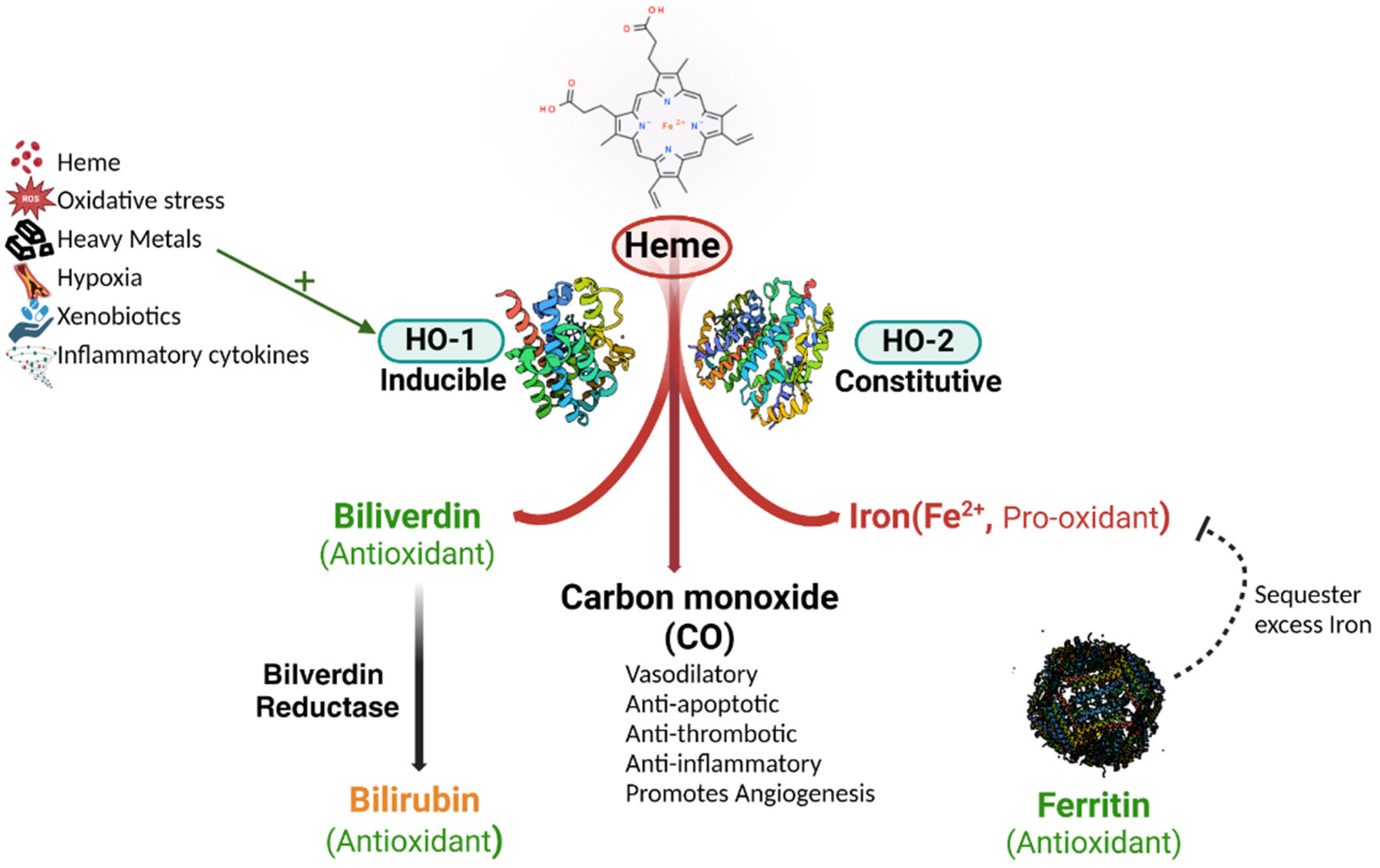 The Neural Palette of Heme: Altered Heme Homeostasis Underlies ...