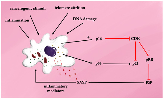 Aging Lung: Molecular Drivers and Impact on Respiratory Diseases—A ...