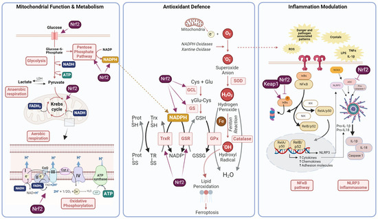 Multitarget Effects of Nrf2 Signalling in the Brain: Common and ...