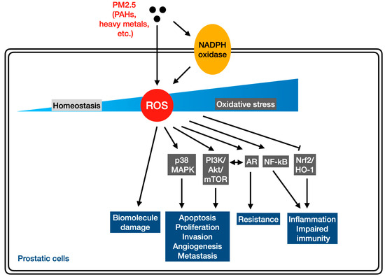 Deciphering the Liaison Between Fine Particulate Matter Pollution, Oxidative Stress, and ...