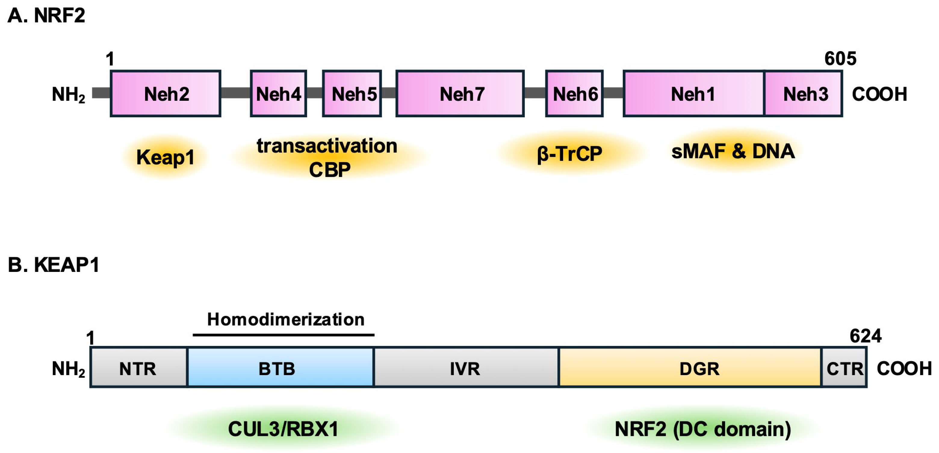 Role Of Nrf2 In Pathogenesis Of Alzheimers Disease