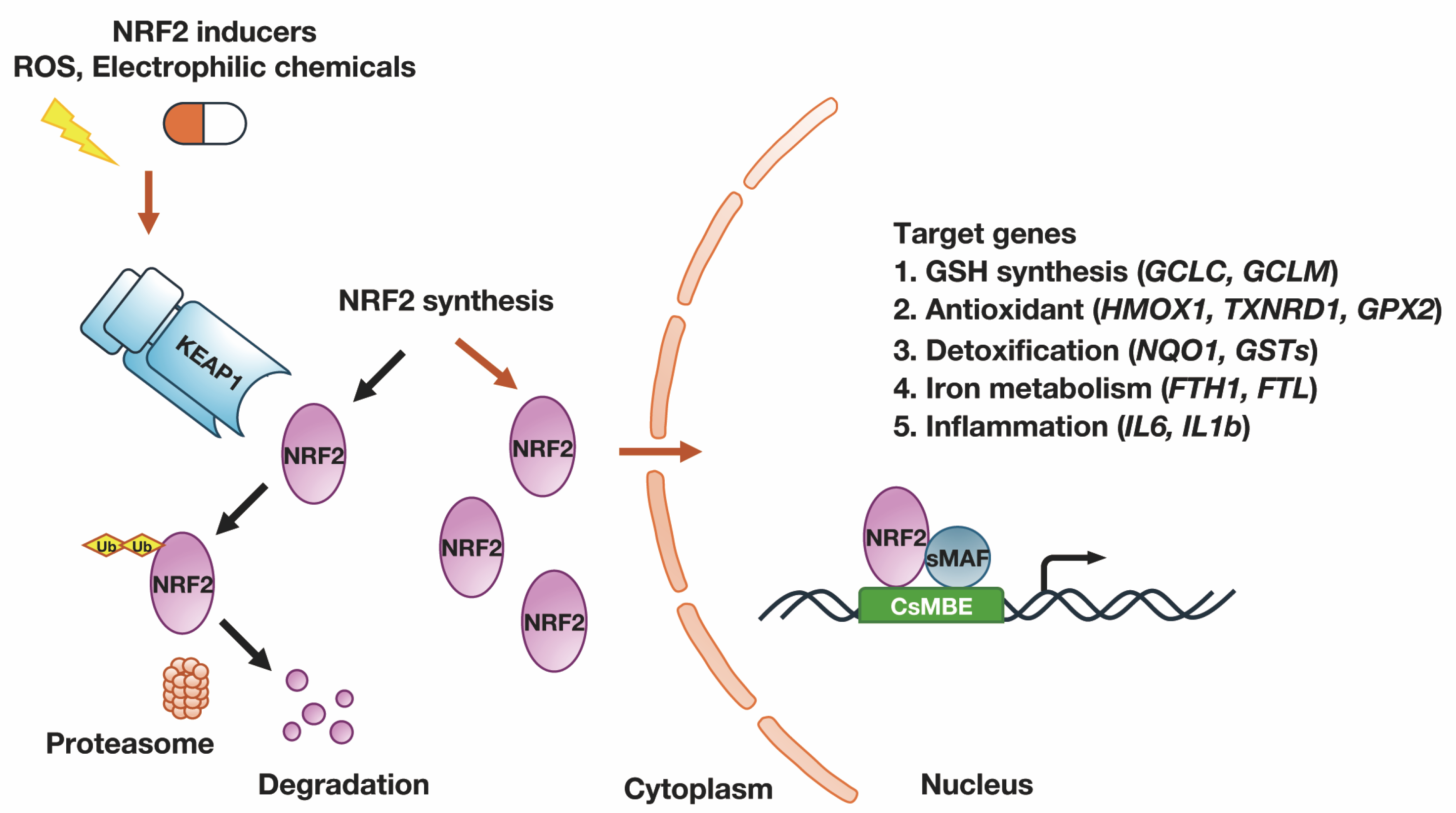Role of NRF2 in Pathogenesis of Alzheimer’s Disease