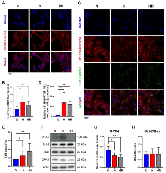 Carvedilol Confers Ferroptosis Resistance in HL-1 Cells by Upregulating ...