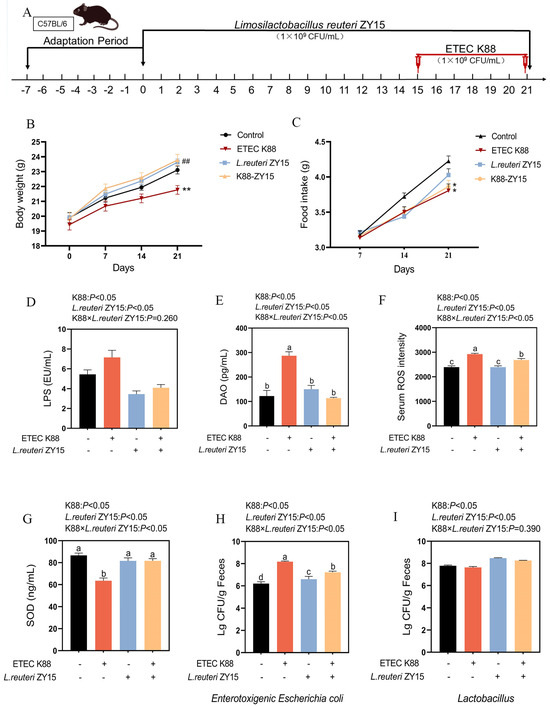 Limosilactobacillus reuteri ZY15 Alleviates Intestinal Inflammation and ...