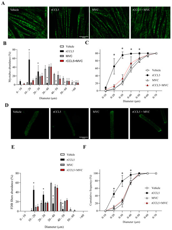 CCL5 Induces a Sarcopenic-like Phenotype via the CCR5 Receptor