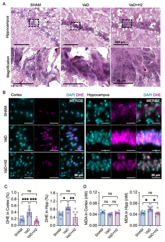Molecular Hydrogen Modulates T Cell Differentiation and Enhances Neuro ...