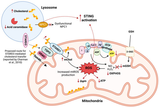 Lysosome-Mitochondrial Crosstalk in Cellular Stress and Disease