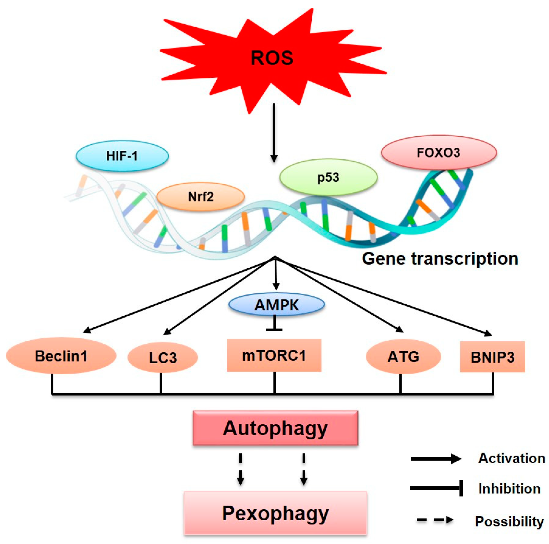 Pexophagy and Oxidative Stress: Focus on Peroxisomal Proteins and Reactive Oxygen Species (ROS ...