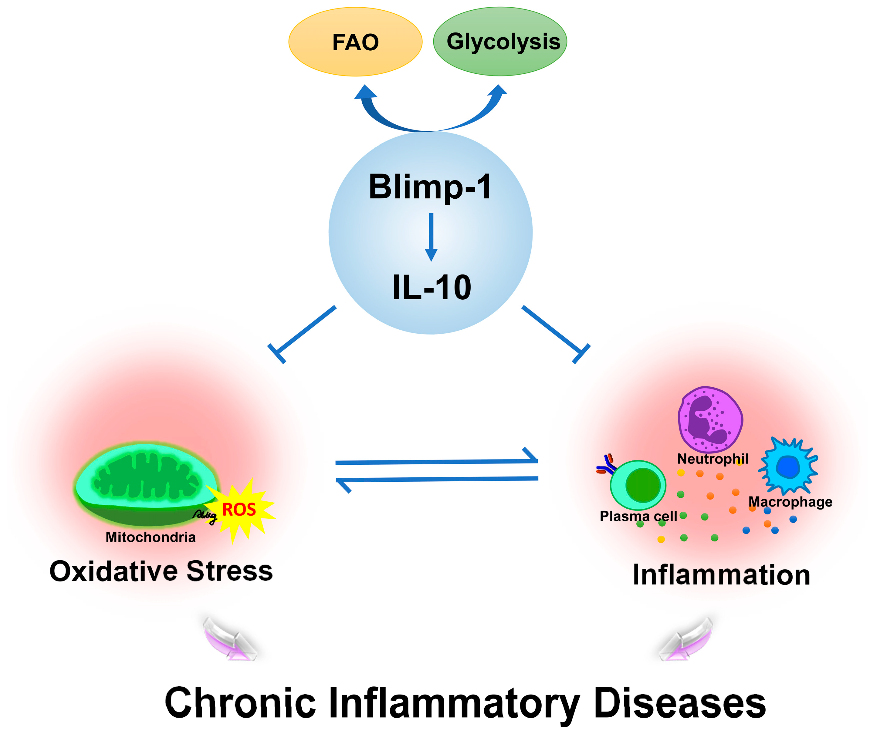 Transcription Factor Blimp-1: A Central Regulator of Oxidative Stress and Metabolic ...