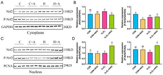 Exogenous Alpha-Ketoglutaric Acid Alleviates the Rabbit Dermal Papilla ...