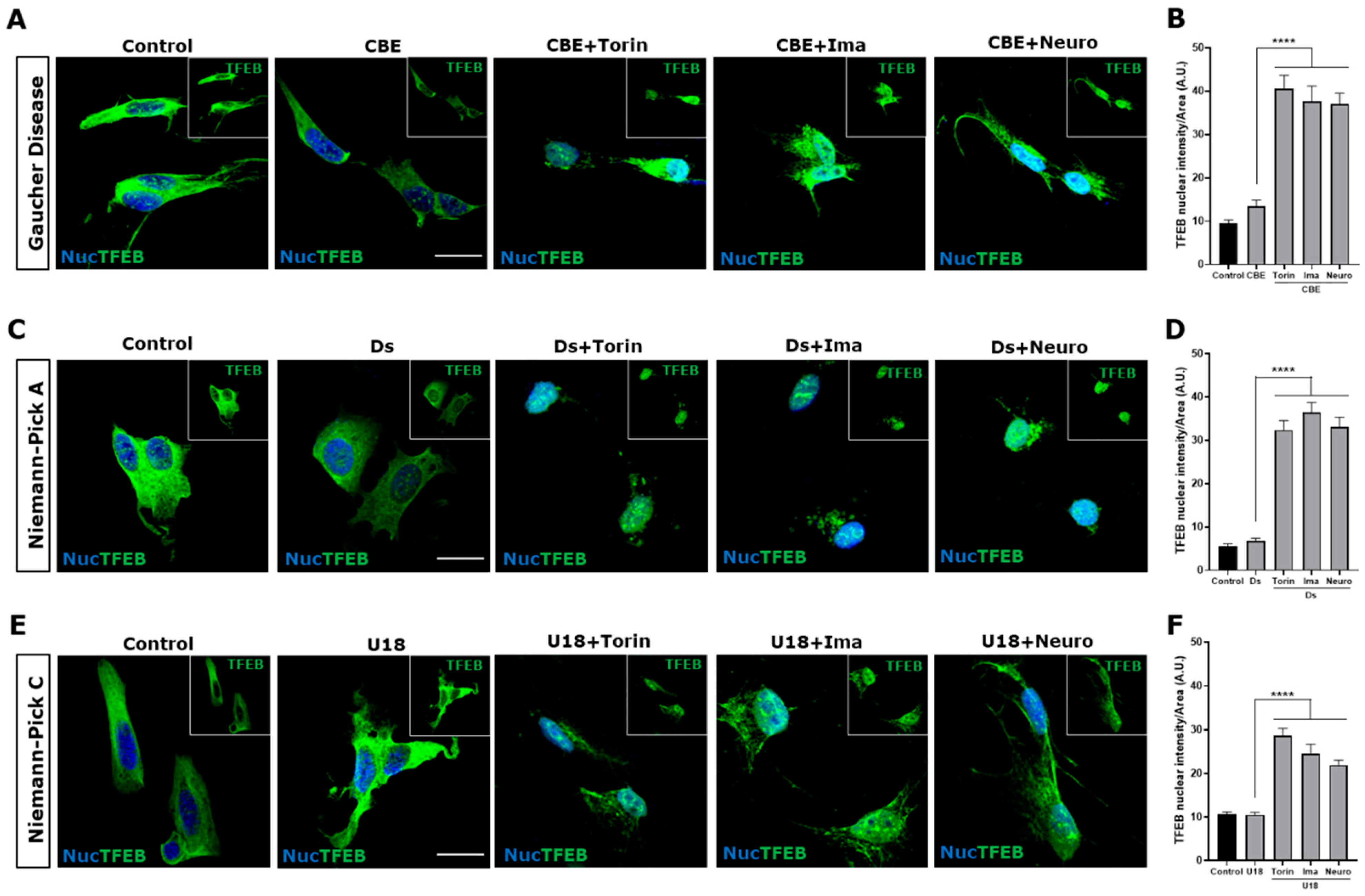 c-Abl/TFEB Pathway Activation as a Common Pathogenic Mechanism in ...