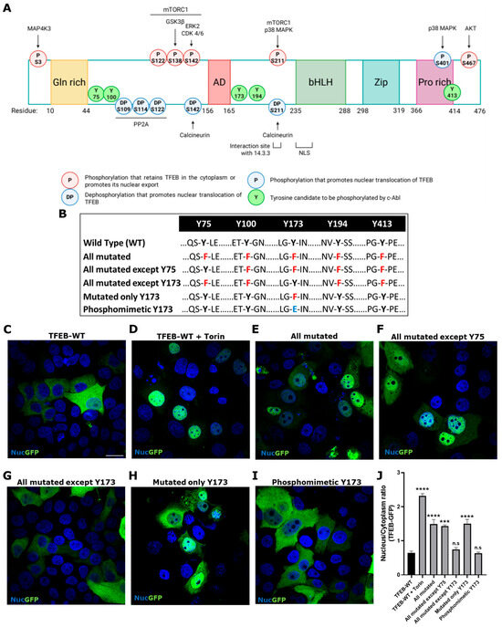 c-Abl/TFEB Pathway Activation as a Common Pathogenic Mechanism in ...