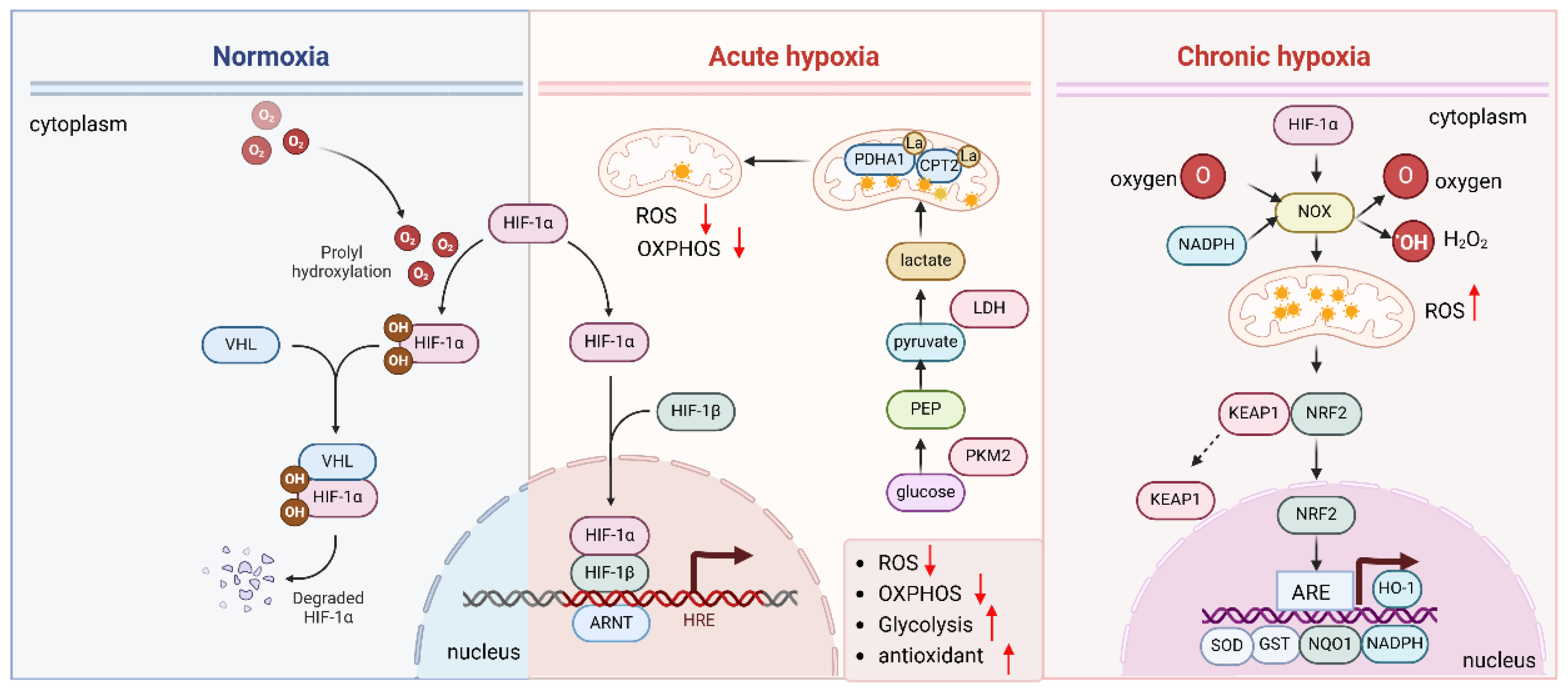 Harnessing Antioxidants in Cancer Therapy: Opportunities, Challenges, and Future Directions