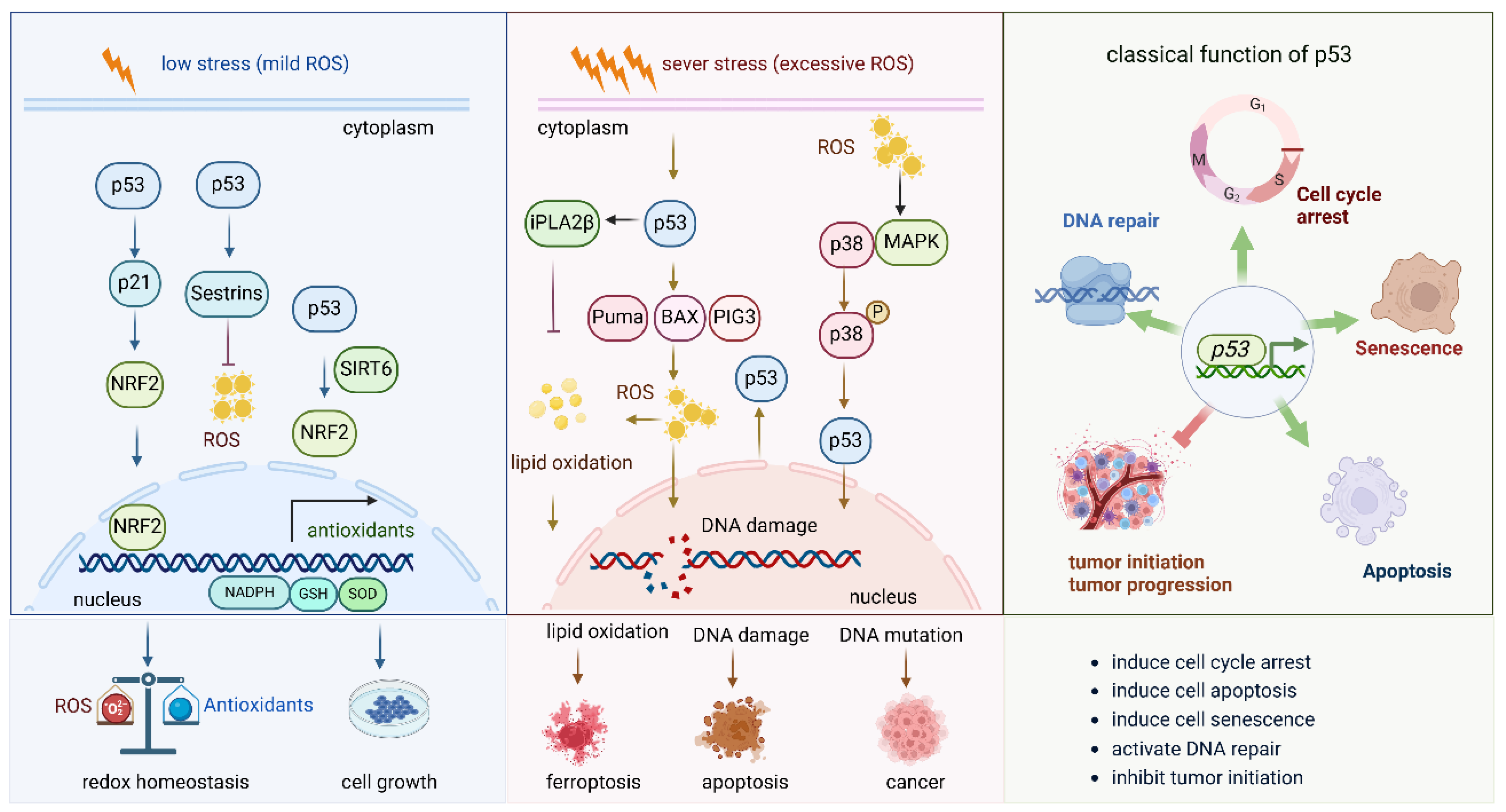 Harnessing Antioxidants in Cancer Therapy: Opportunities, Challenges, and Future Directions