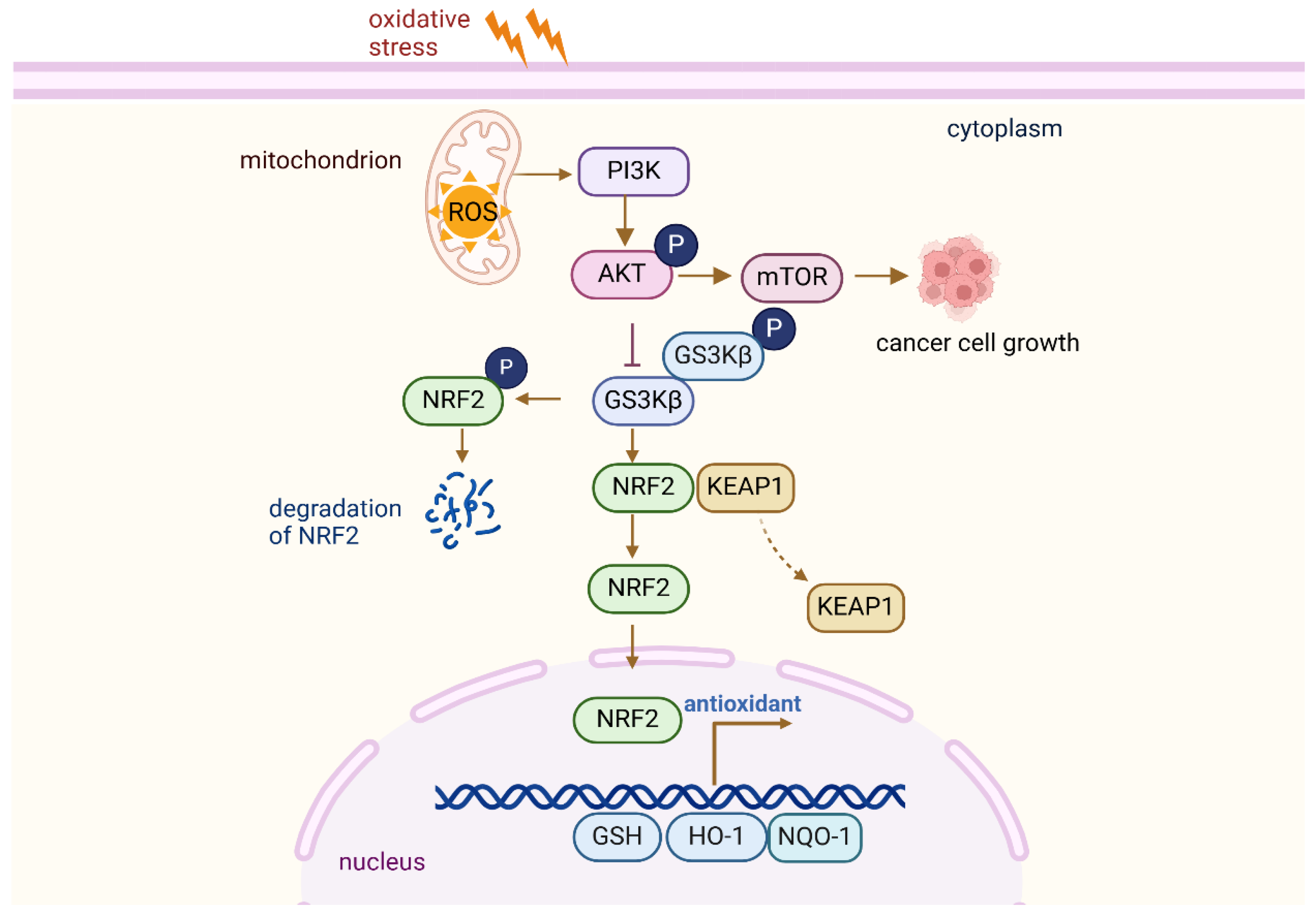 Harnessing Antioxidants in Cancer Therapy: Opportunities, Challenges, and Future Directions