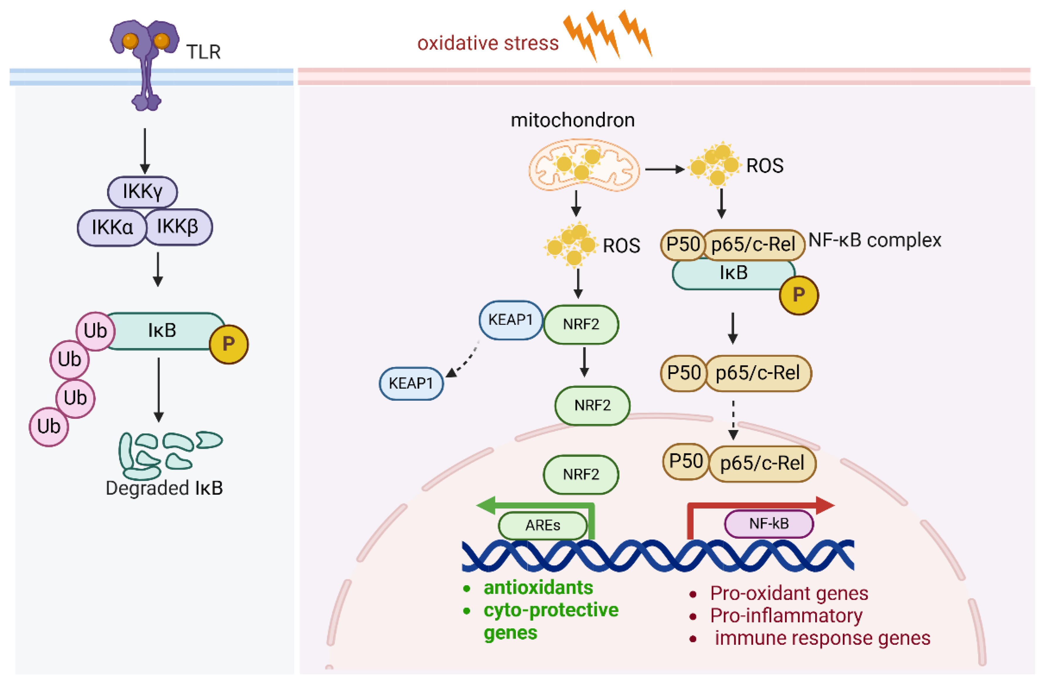 Harnessing Antioxidants in Cancer Therapy: Opportunities, Challenges, and Future Directions