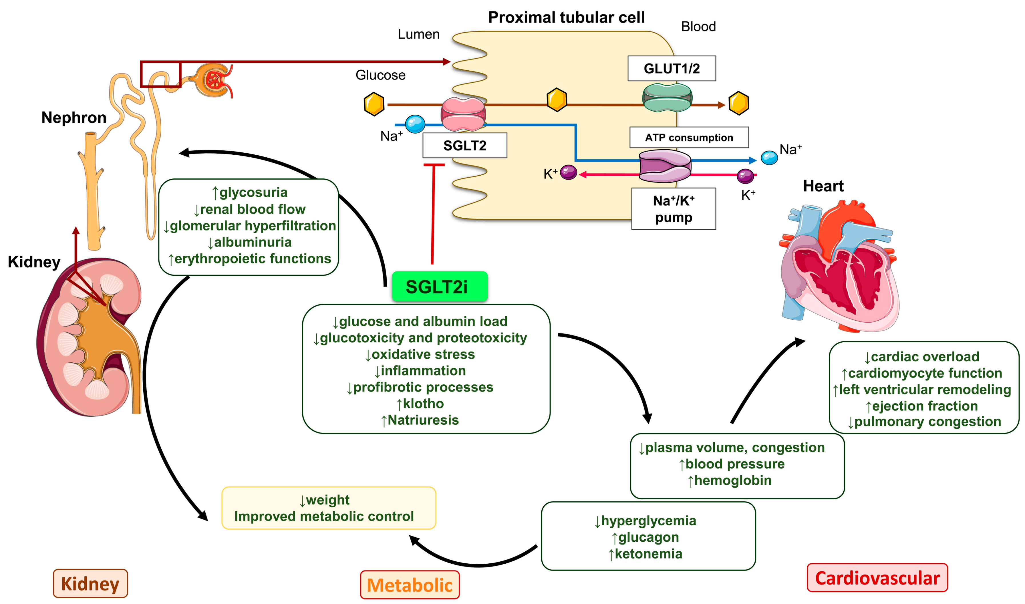 Antioxidant Effects of SGLT2 Inhibitors on Cardiovascular–Kidney–Metabolic (CKM) Syndrome