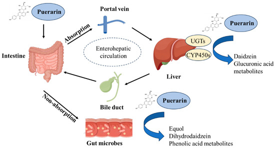 Puerarin as a Phytochemical Modulator of Gastrointestinal Homeostasis ...