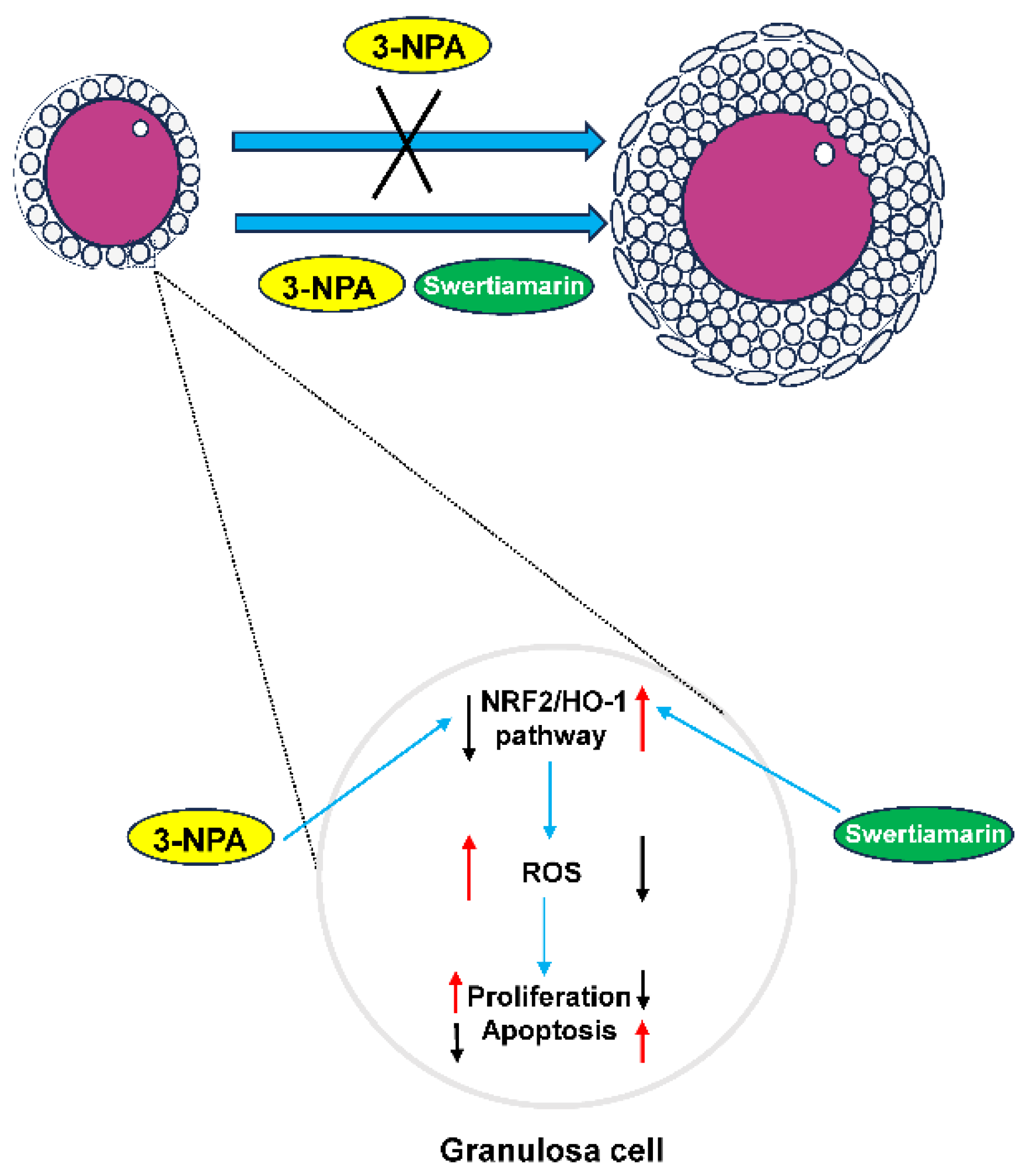 Swertiamarin Rescues 3-NPA-Induced Defective Follicular Development via Modulating the NRF2/HO-1 ...