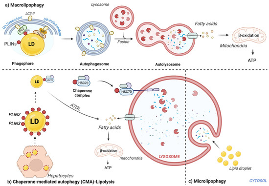 Targeting Lipophagy in Liver Diseases: Impact on Oxidative Stress and ...