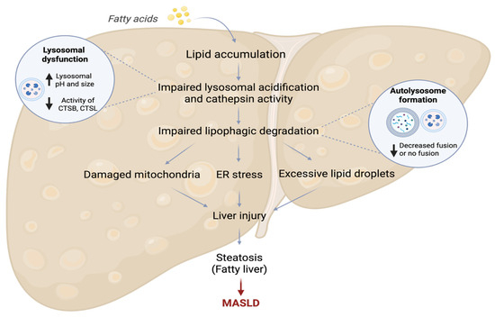 Targeting Lipophagy in Liver Diseases: Impact on Oxidative Stress and ...
