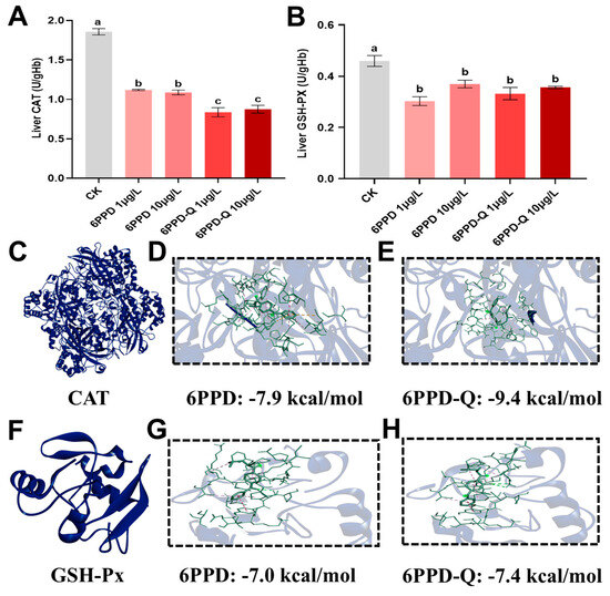 Transcriptomic and Proteomic Insights into 6PPD/6PPD-Q Induced Oxidative Stress in Black-Spotted ...