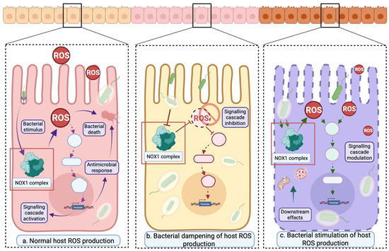 Host-Derived Reactive Oxygen Species in the Gut Epithelium: Defence ...
