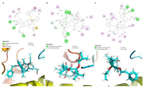 The Role of Phorbol Diesters in Mediating Human Placental Aromatase Cytochrome P450 Activity