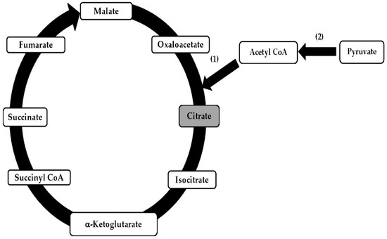 Citric Acid Production by Aspergillus niger Using Solid-State ...