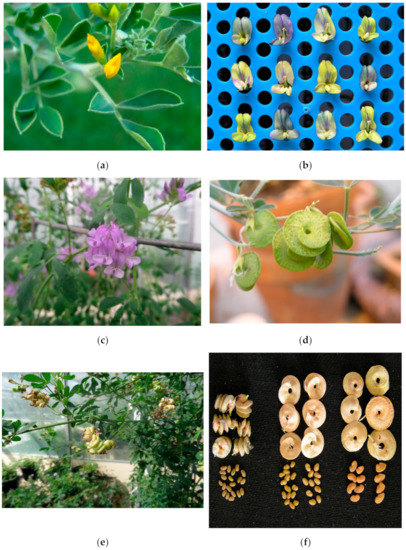 Review of Partial Hybrids between Herbaceous Medicago sativa and Woody ...