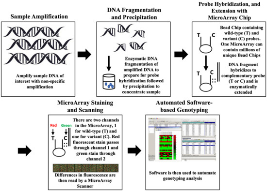 Agrigenomic Diversity Unleashed: Current Single Nucleotide Polymorphism ...