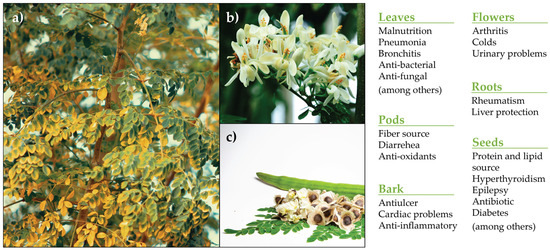Applied Biosciences | Free Full-Text | Moringa oleifera Seed Cake: A ...