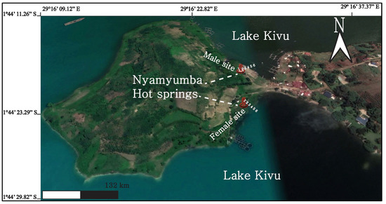 Geochemical Characterization of Nyamyumba Hot Springs, Northwest Rwanda