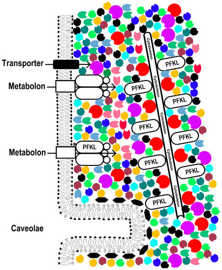 What Applied Physical Chemistry Can Contribute to Understanding Cancer ...