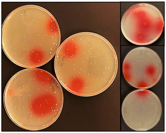 Isolation and Characterization of Nitrate Reducing Bacteria for ...