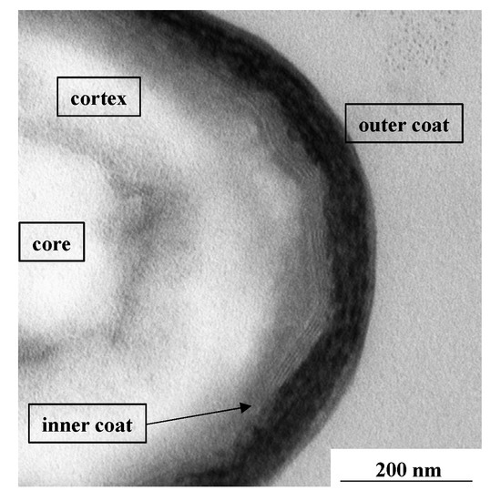Spore Formers as Beneficial Microbes for Humans and Animals