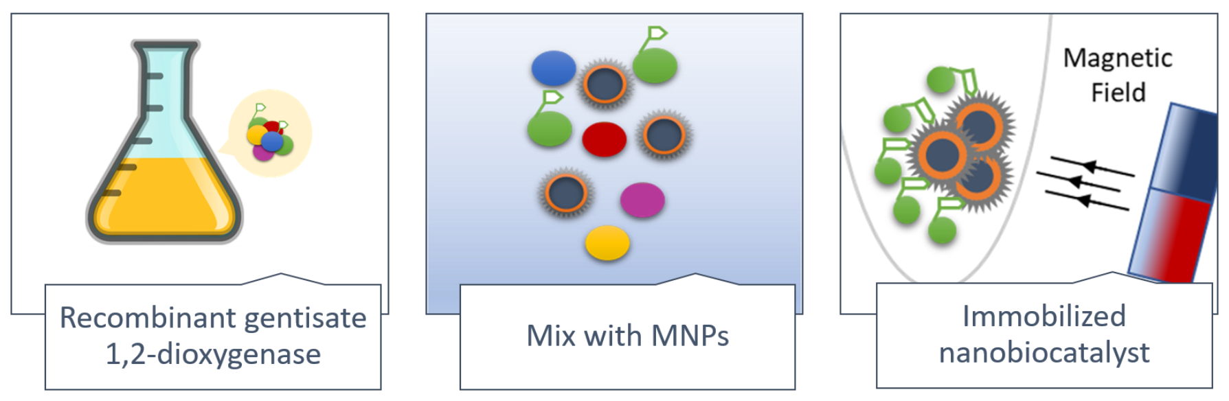 Applied Microbiology | Free Full-Text | Characterization of Gentisate 1 ...