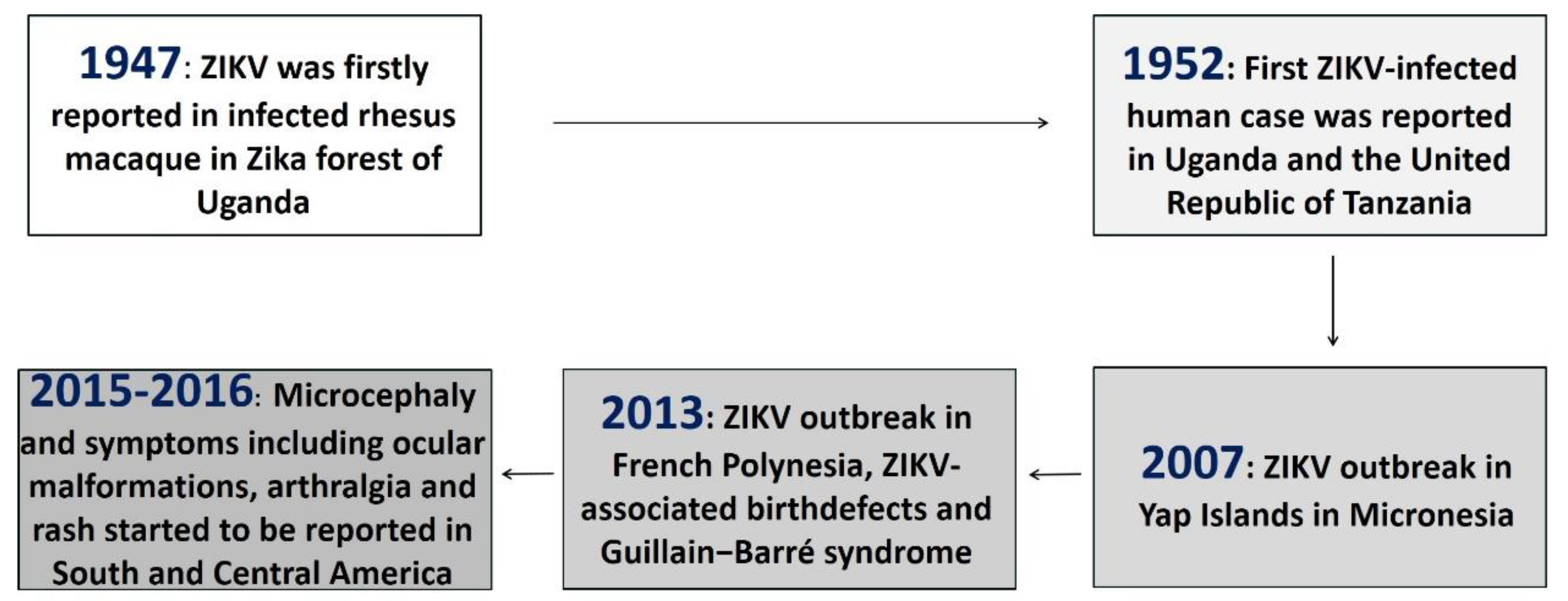 Zika Virus Infection and Development of Drug Therapeutics