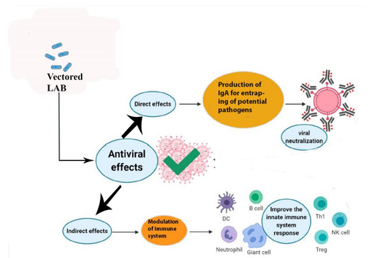 Lactic Acid Bacteria as Mucosal Immunity Enhancers and Antivirals ...