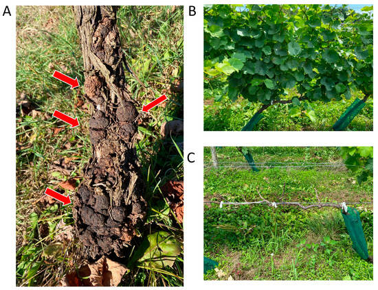 Applied Microbiology | Free Full-Text | Biocontrol of Grapevine Crown ...